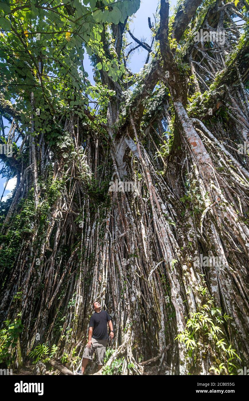 Largest banyon tree on island of Kosrae, Micronesia. The base of roots ...