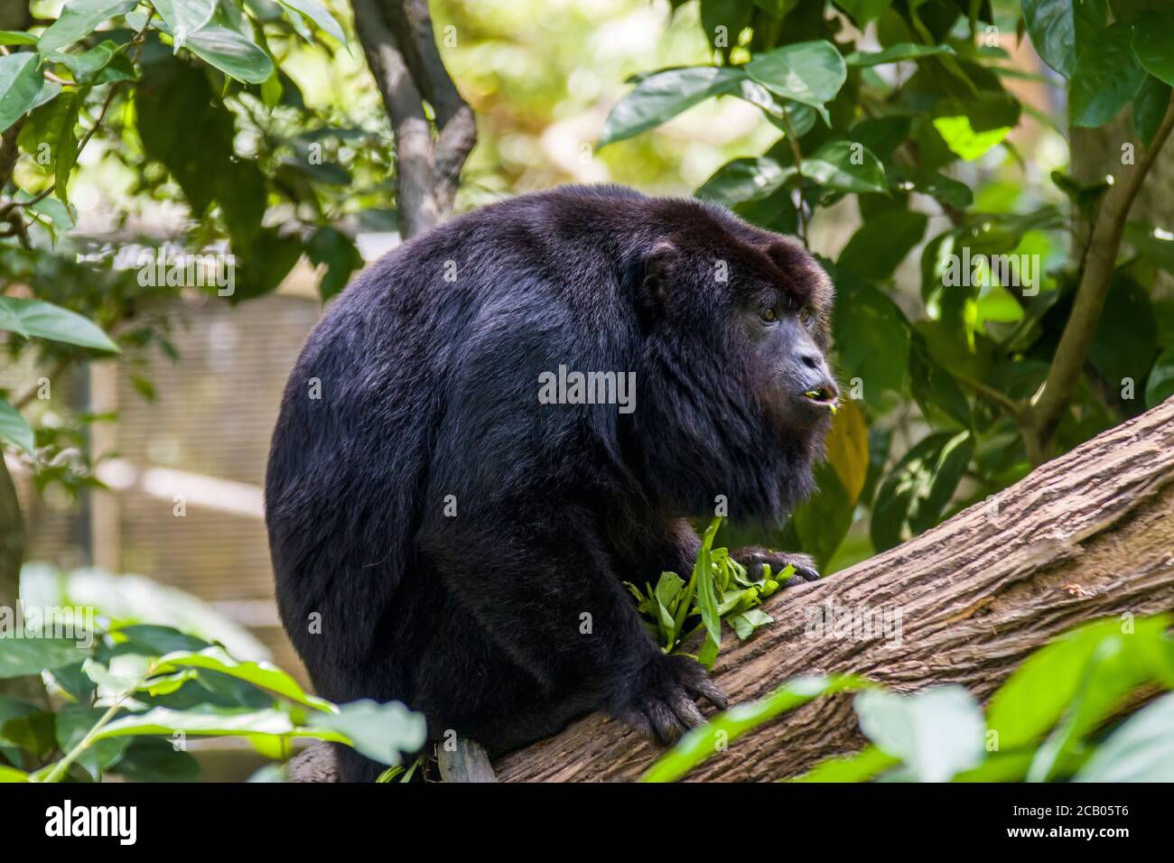The closeup image of black howler monkey (Alouatta caraya). Only the ...