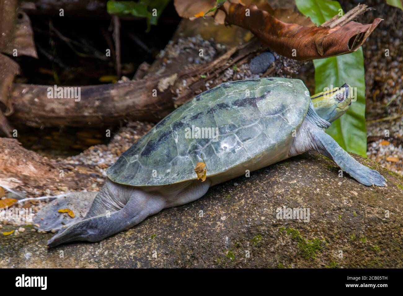 Batagur trivittata species hi-res stock photography and images - Alamy