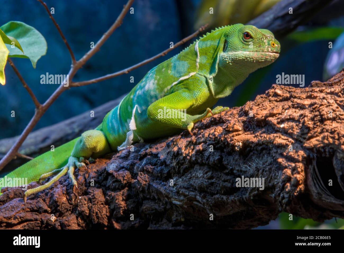 the closeup image of Fiji banded iguana (Brachylophus fasciatus) An ...