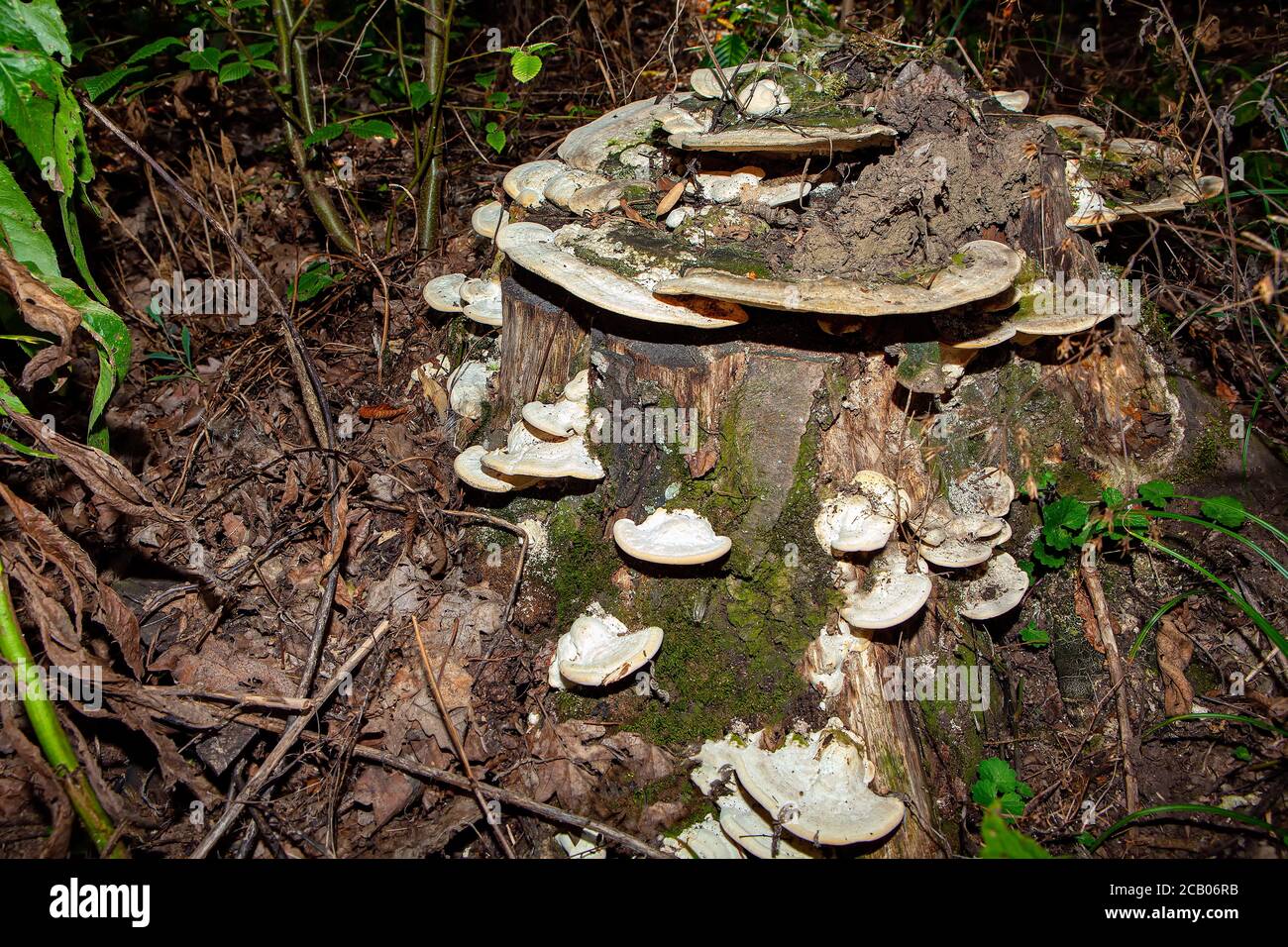 Fungal conks hi-res stock photography and images - Alamy
