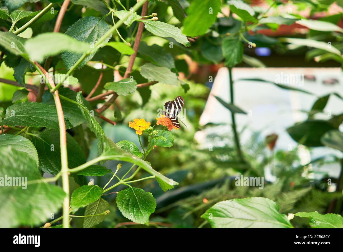 Beautiful butterflies at butterfly home Stock Photo - Alamy