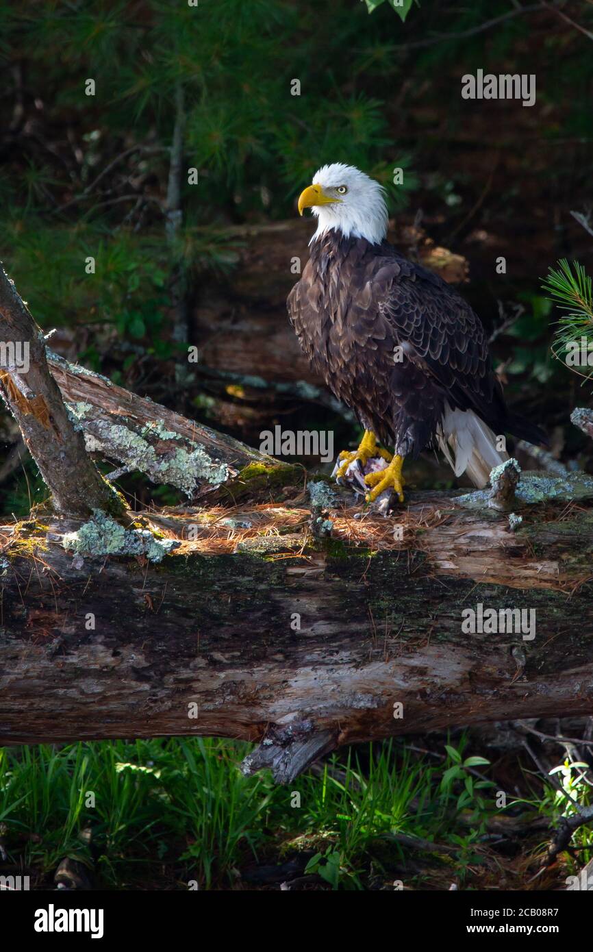 Bald eagle fallen in the water hi-res stock photography and images - Alamy