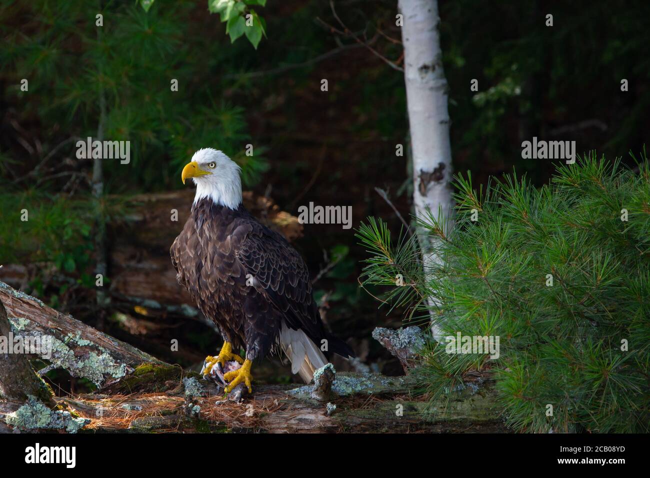 Fish eating raptor hi-res stock photography and images - Alamy