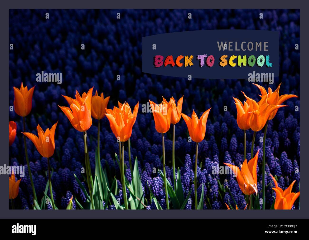 Back to school, education background for invitation, promotion poster ...