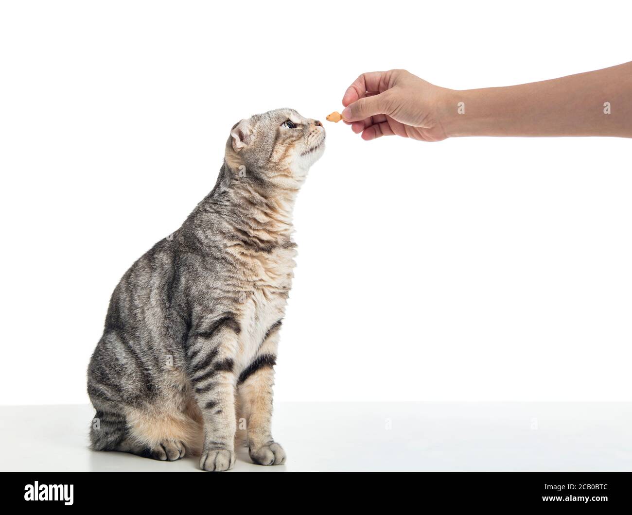 cat standing and eating food from hand Stock Photo - Alamy