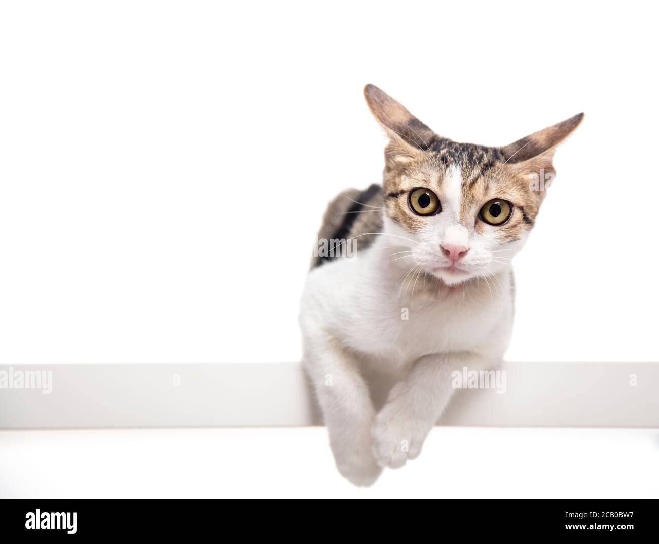closeup young cat looking at camera Stock Photo - Alamy