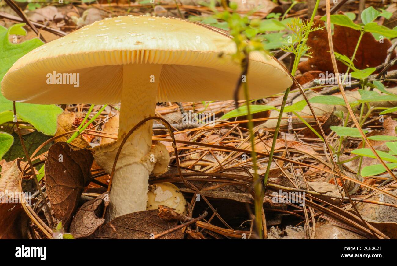 Isolated fungus in the forest during the rain season in August in ...