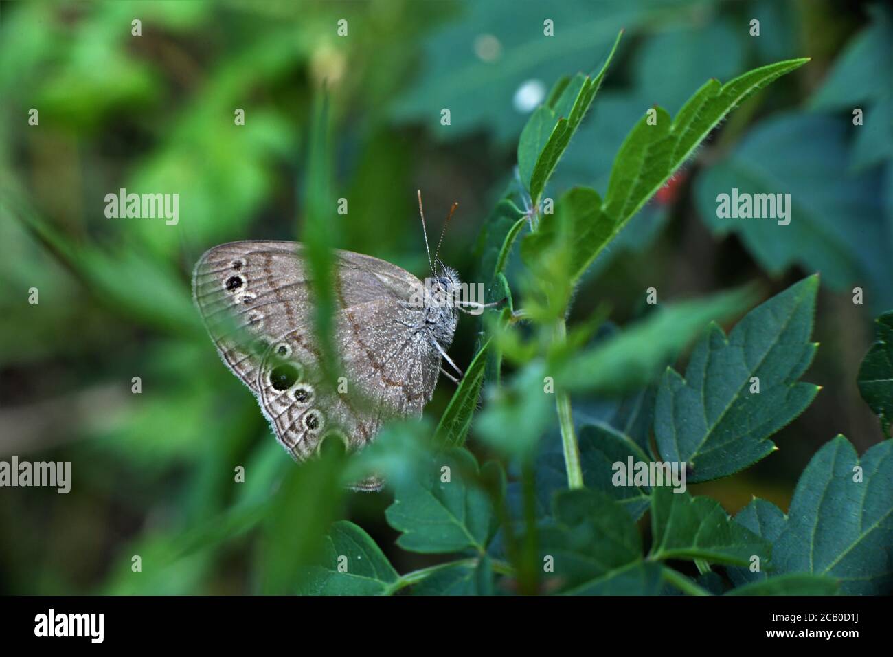 Gray Carolina satyr butterfly Stock Photo - Alamy