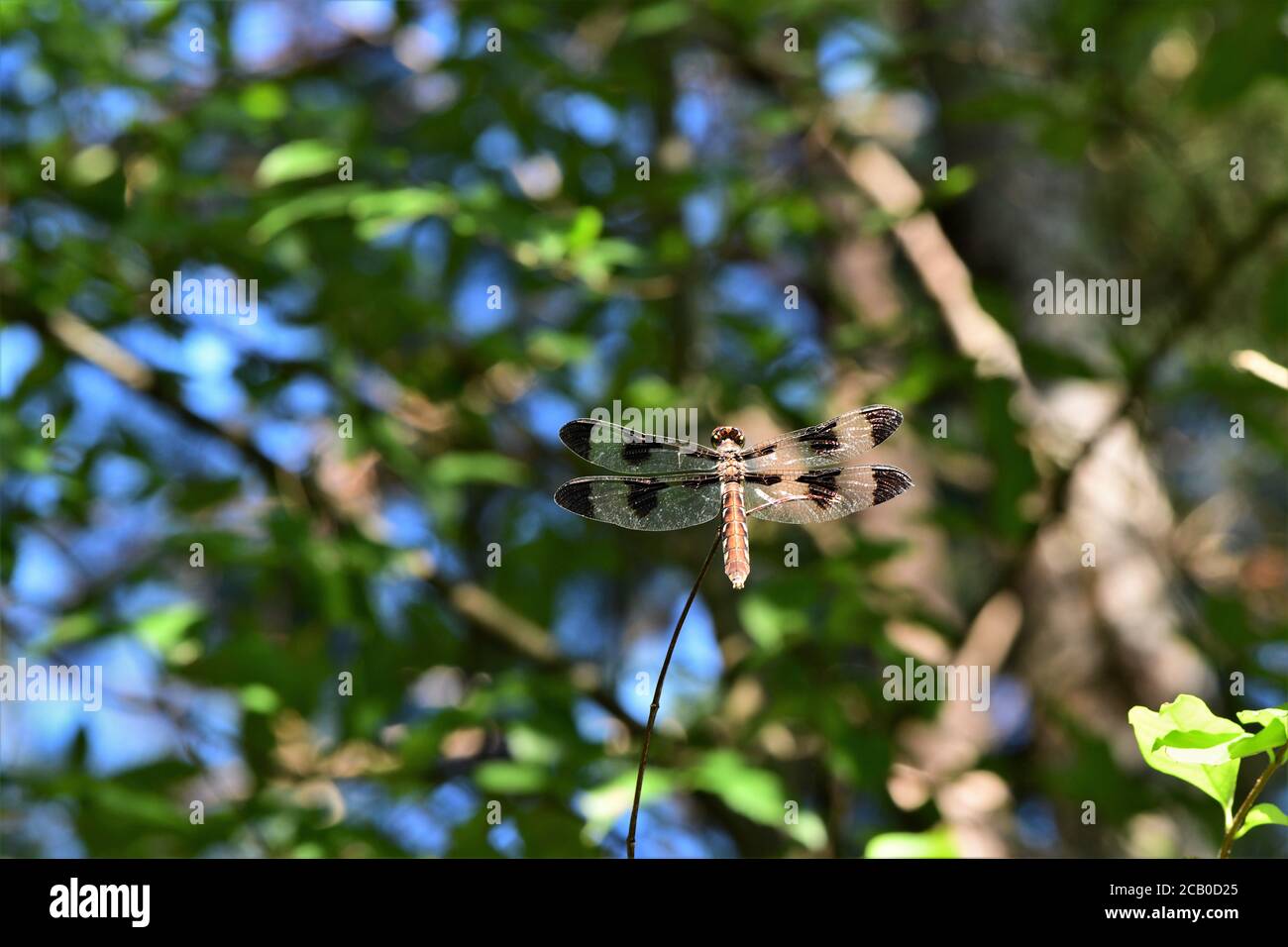 Female amberwing dragonfly Stock Photo - Alamy