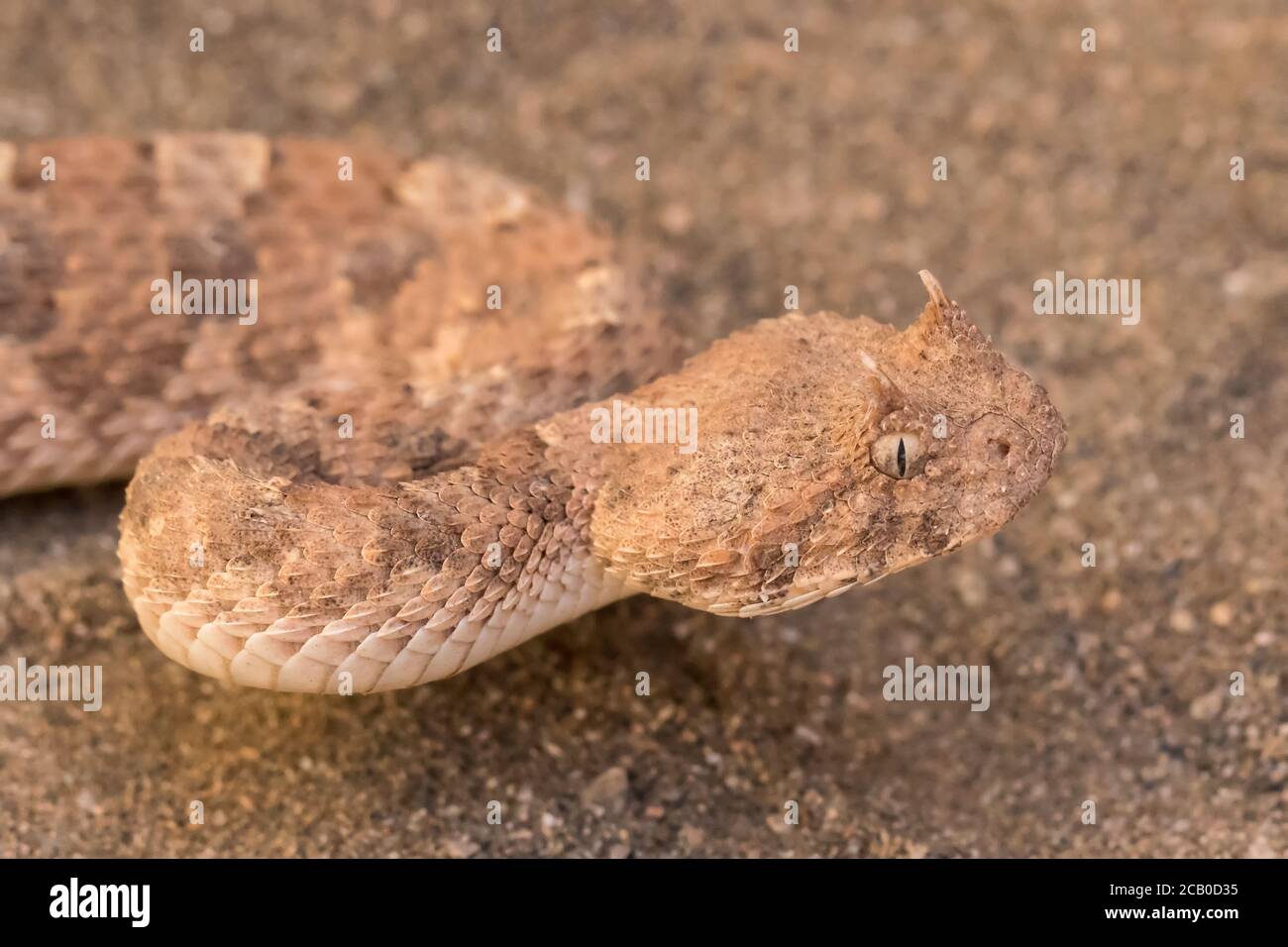 Horned adder hi-res stock photography and images - Alamy