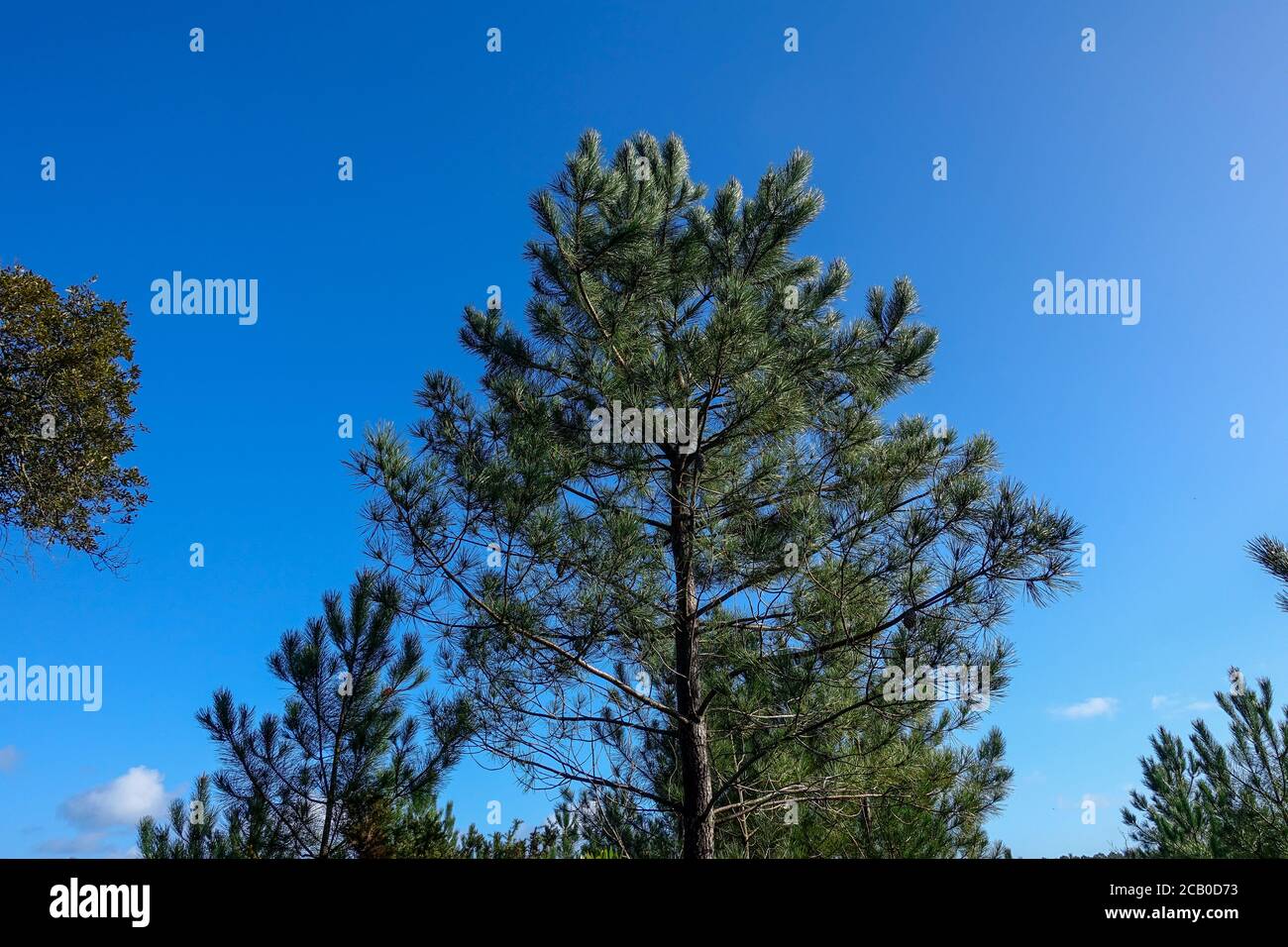 Crone of tree hi-res stock photography and images - Alamy