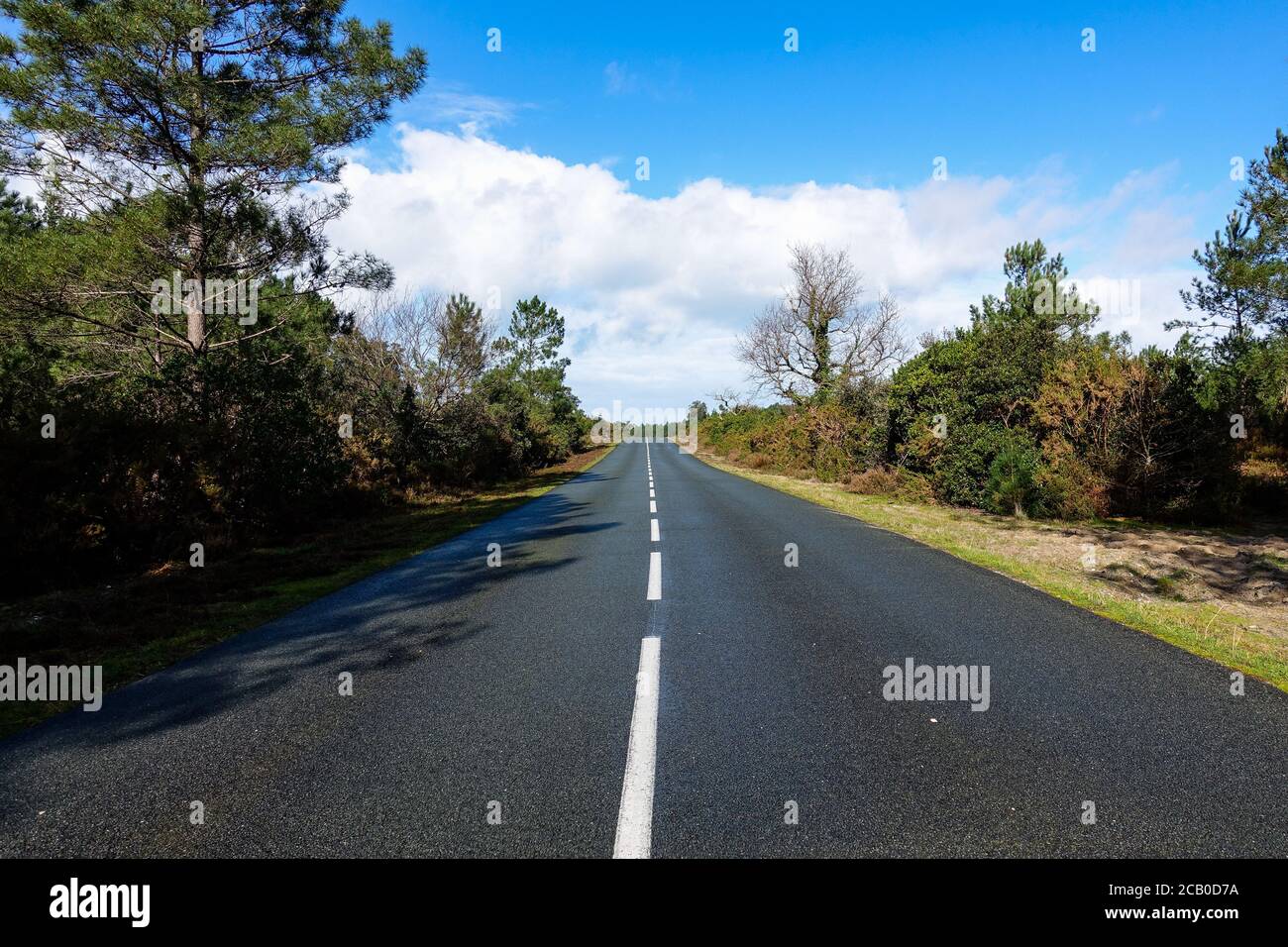 Lonely street in the nature into a wild forest near Bordeaux Stock ...