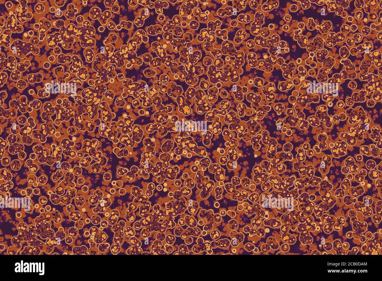 Shape of bacterial cell: cocci, bacilli, spirilla bacteria background ...