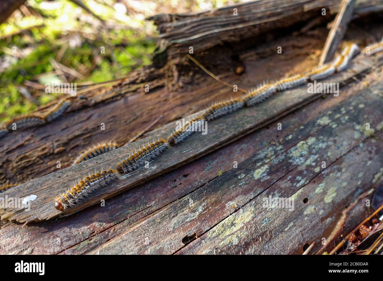 Thaumetopoea pinivora, the eastern pine processionary walking on bark ...