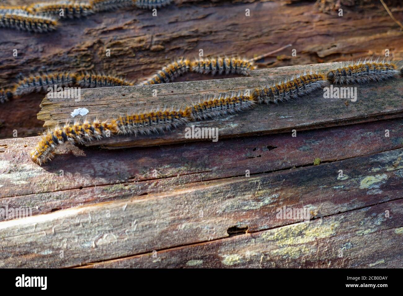 Thaumetopoea pinivora, the eastern pine processionary walking on bark ...