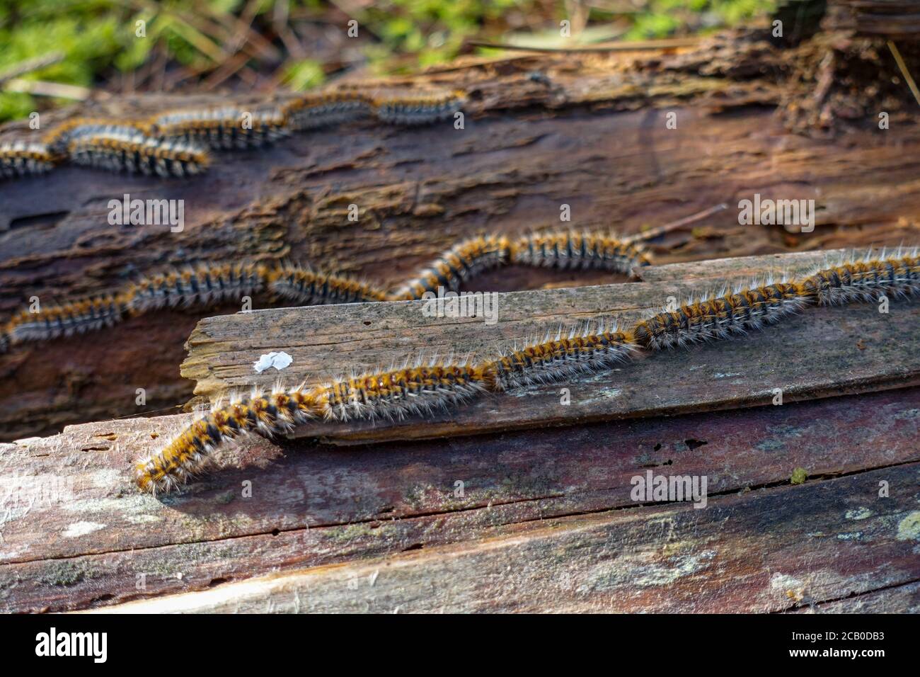 Thaumetopoea pinivora, the eastern pine processionary walking on bark ...