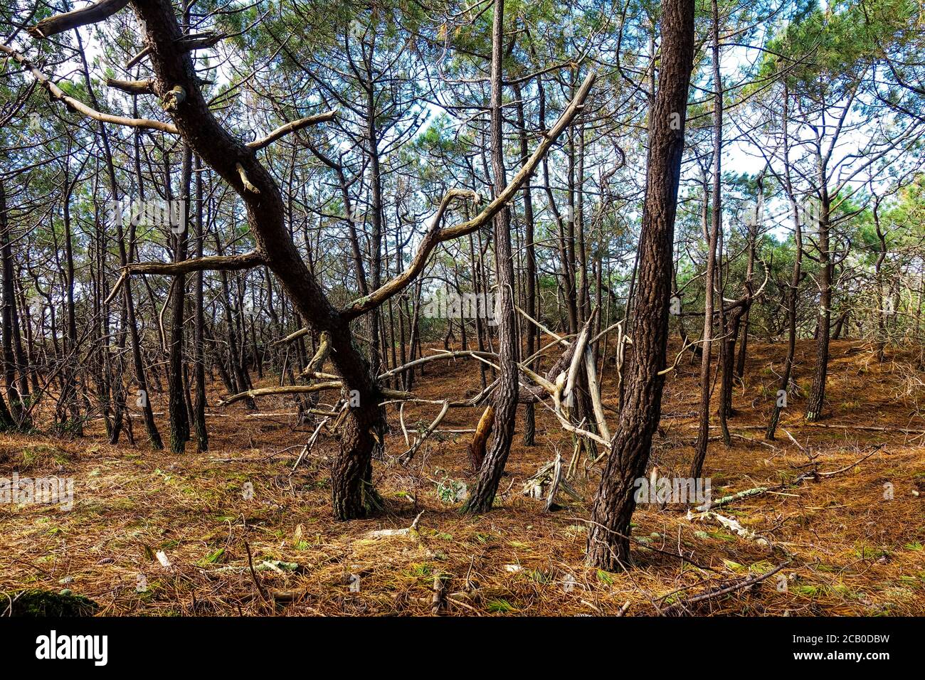 Tent wind tree hi-res stock photography and images - Alamy