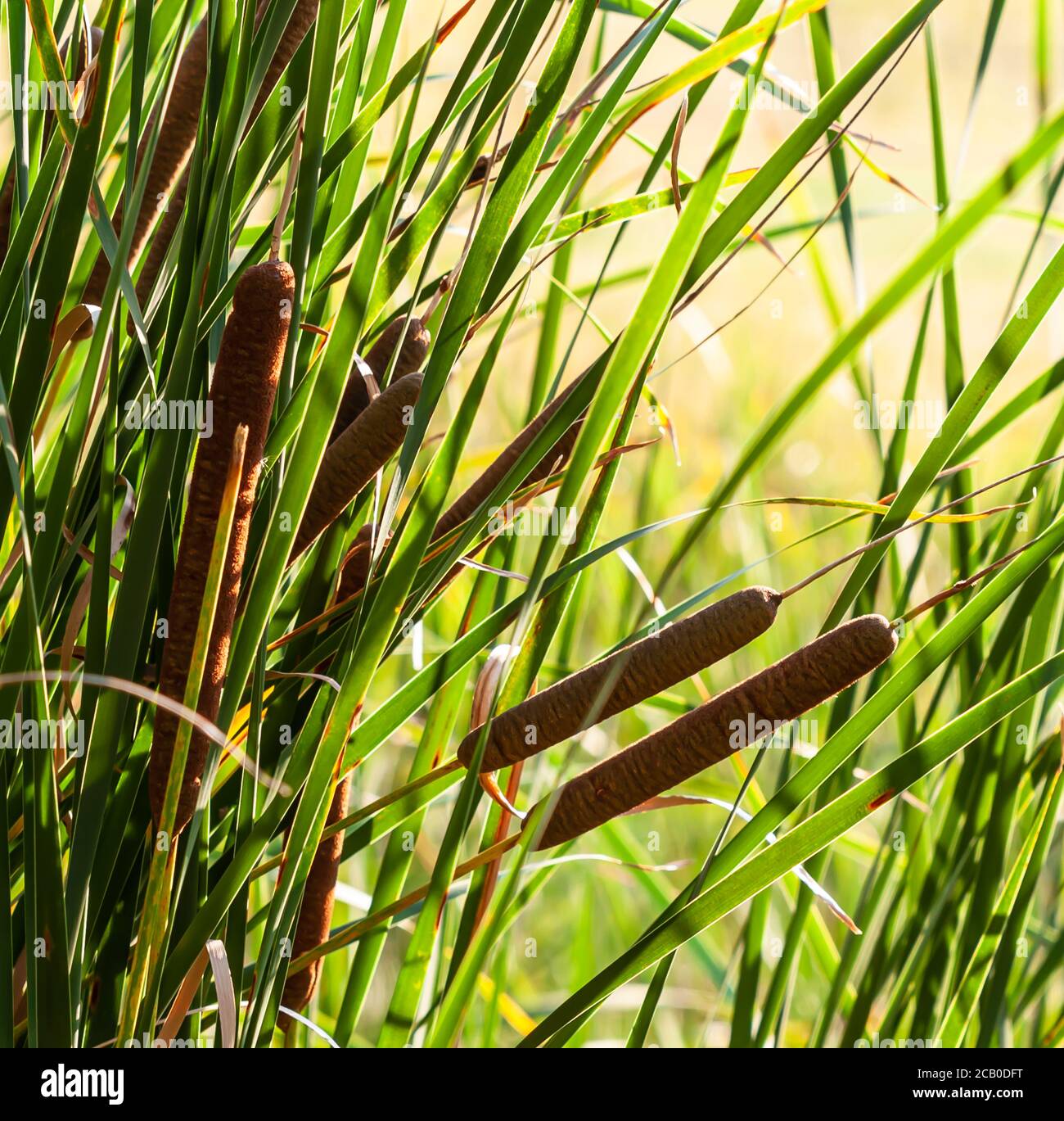 Cattails hi-res stock photography and images - Alamy