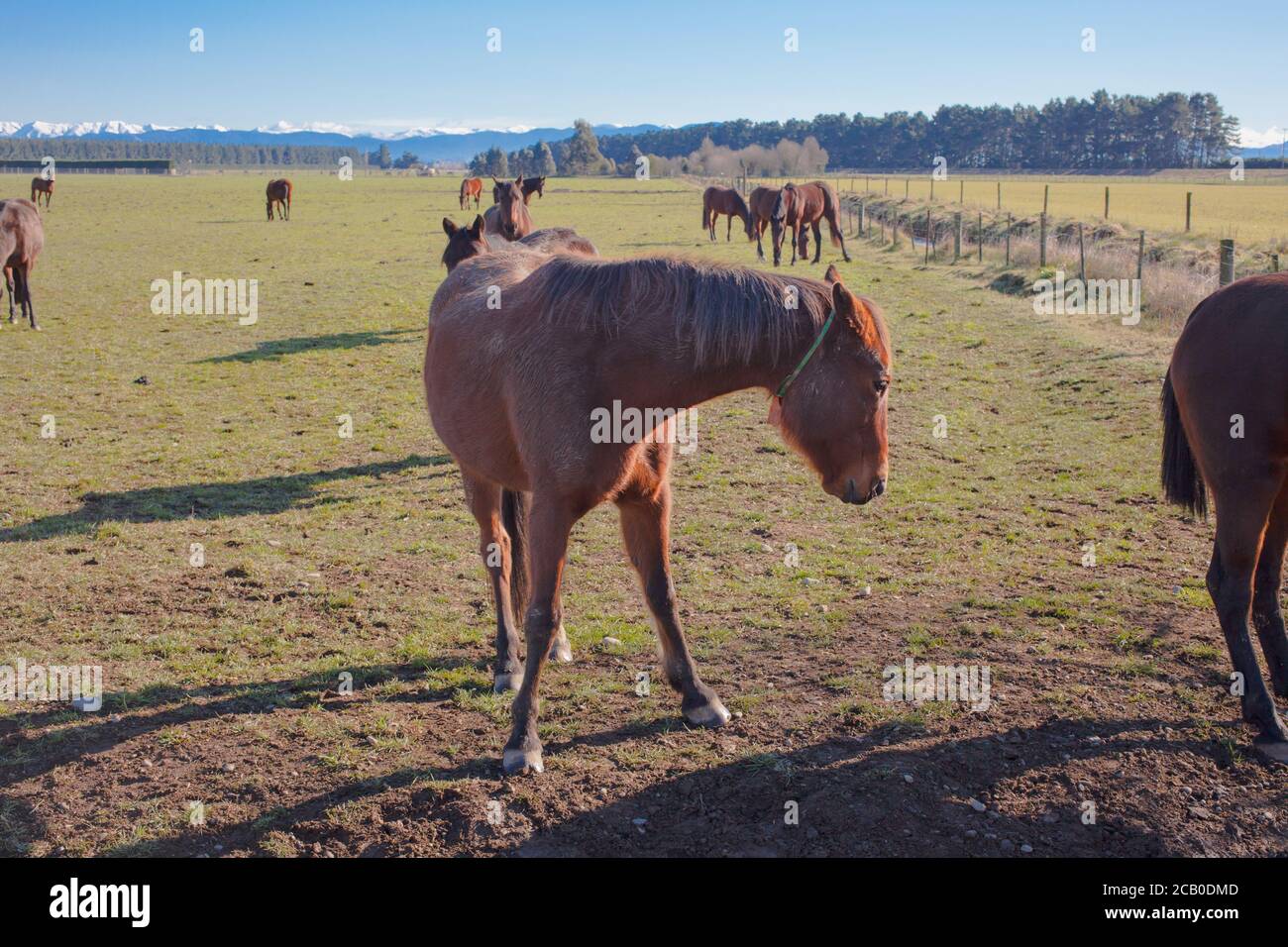 New Zealand Countryside Scenes: horse breeding Stock Photo - Alamy
