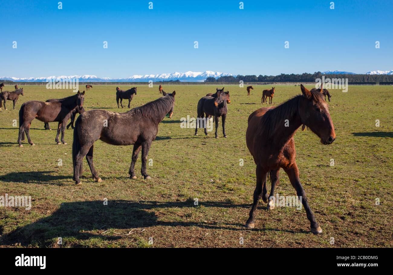 New Zealand Countryside Scenes: horse breeding Stock Photo - Alamy