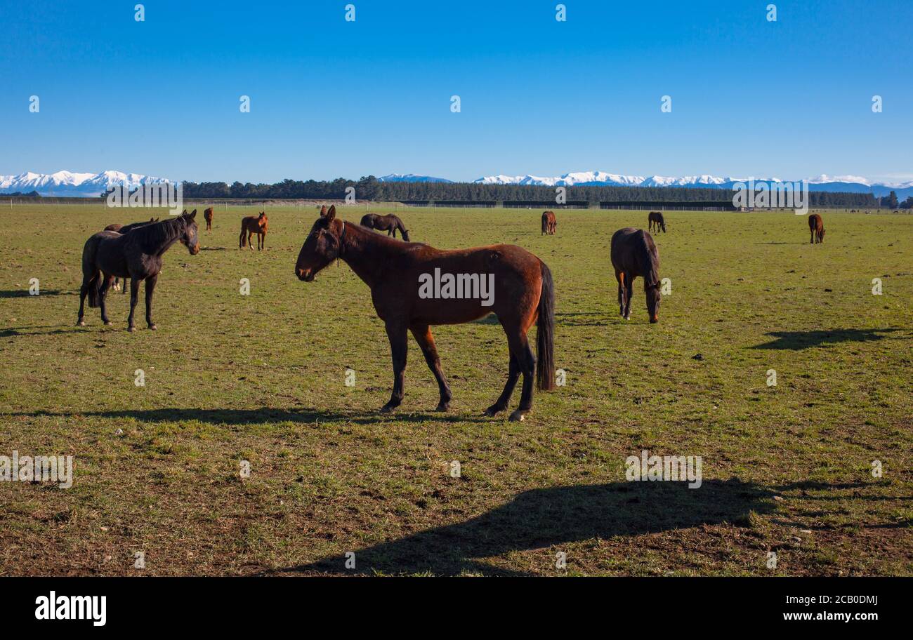 New Zealand Countryside Scenes: horse breeding Stock Photo - Alamy