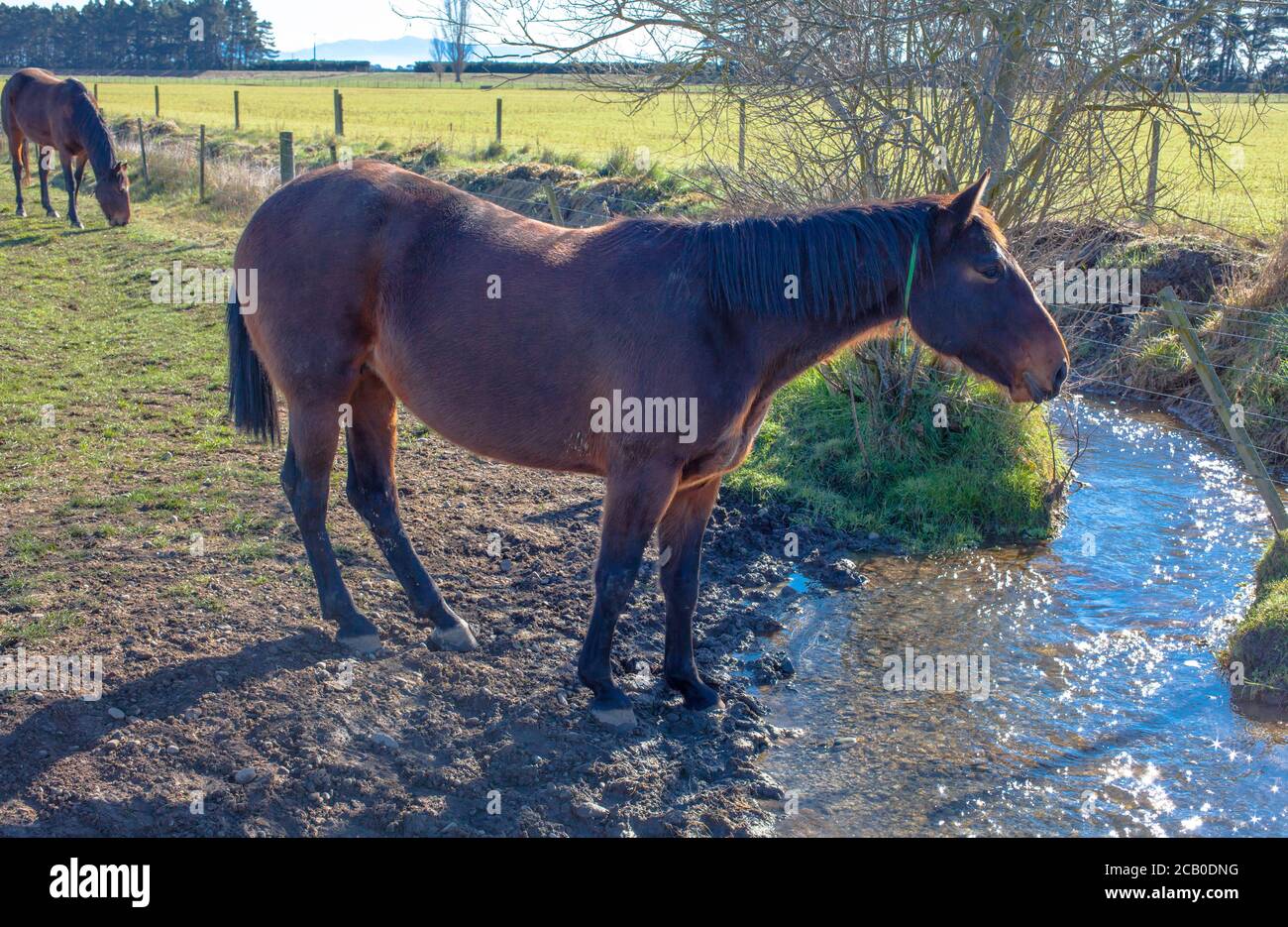 New Zealand Countryside Scenes: horse breeding Stock Photo - Alamy