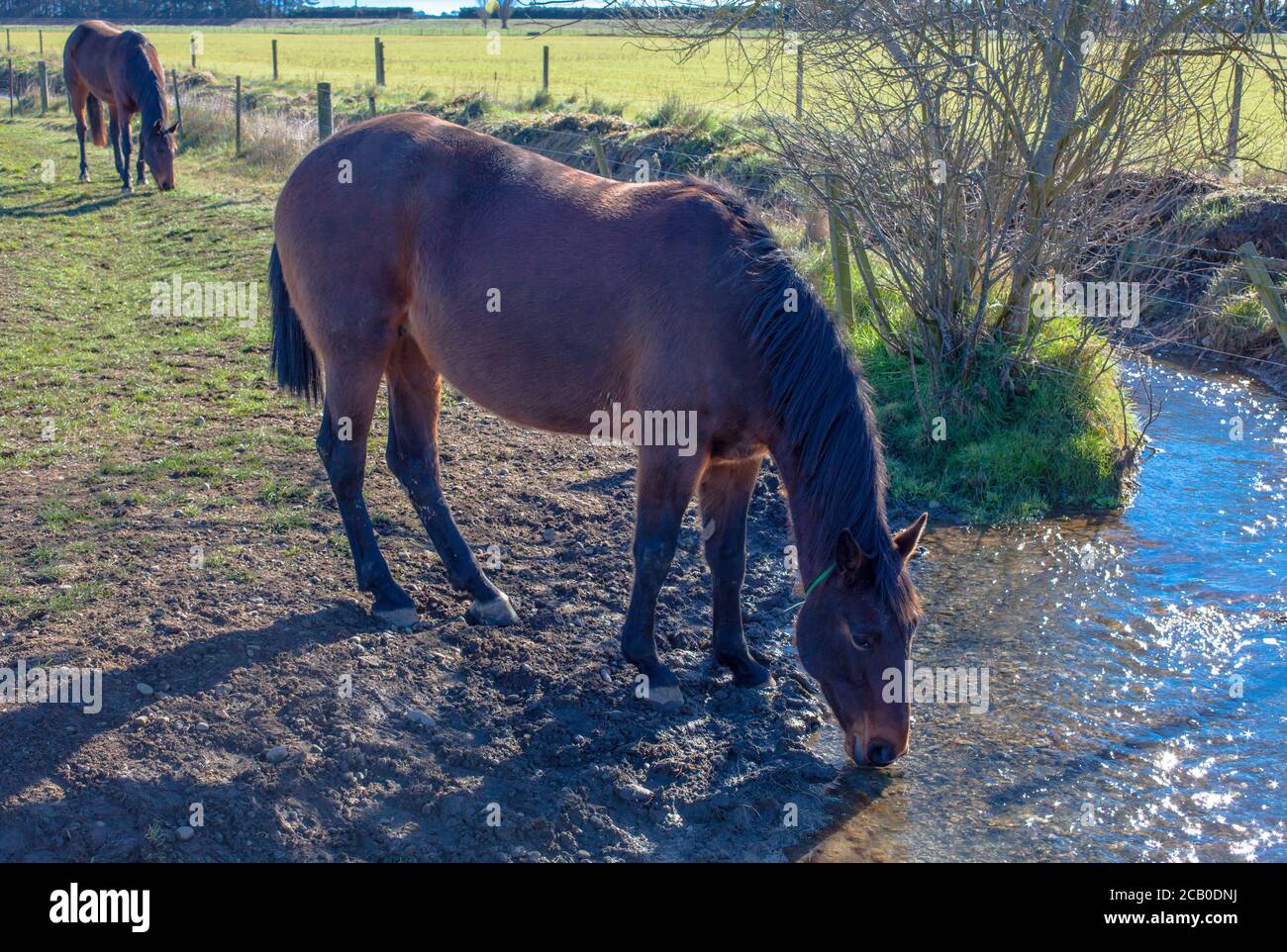 New Zealand Countryside Scenes: horse breeding Stock Photo - Alamy