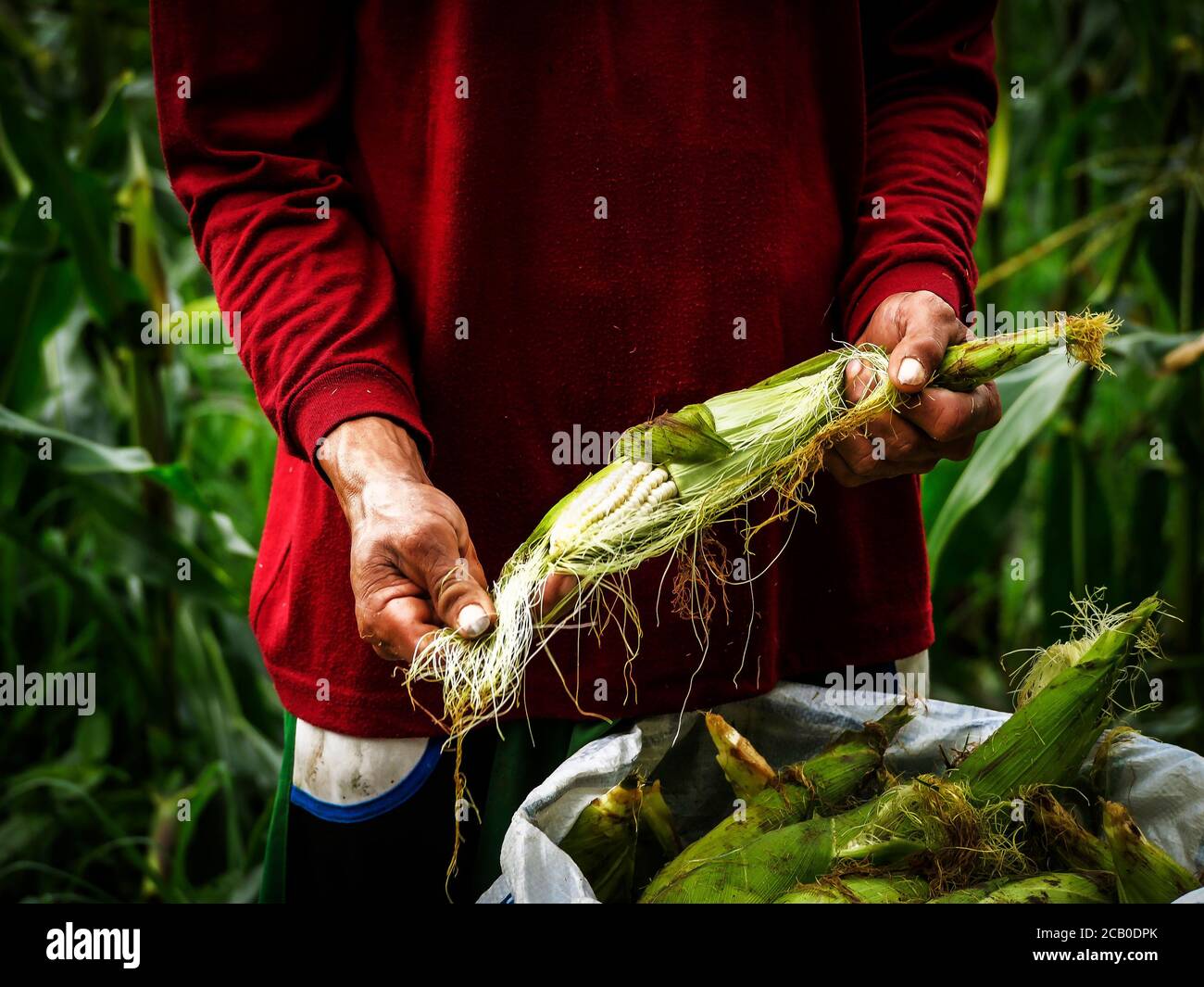 Philippines. 08th Aug, 2020. 8 August 2020, Lumbang, Lipa, Batangas A ...