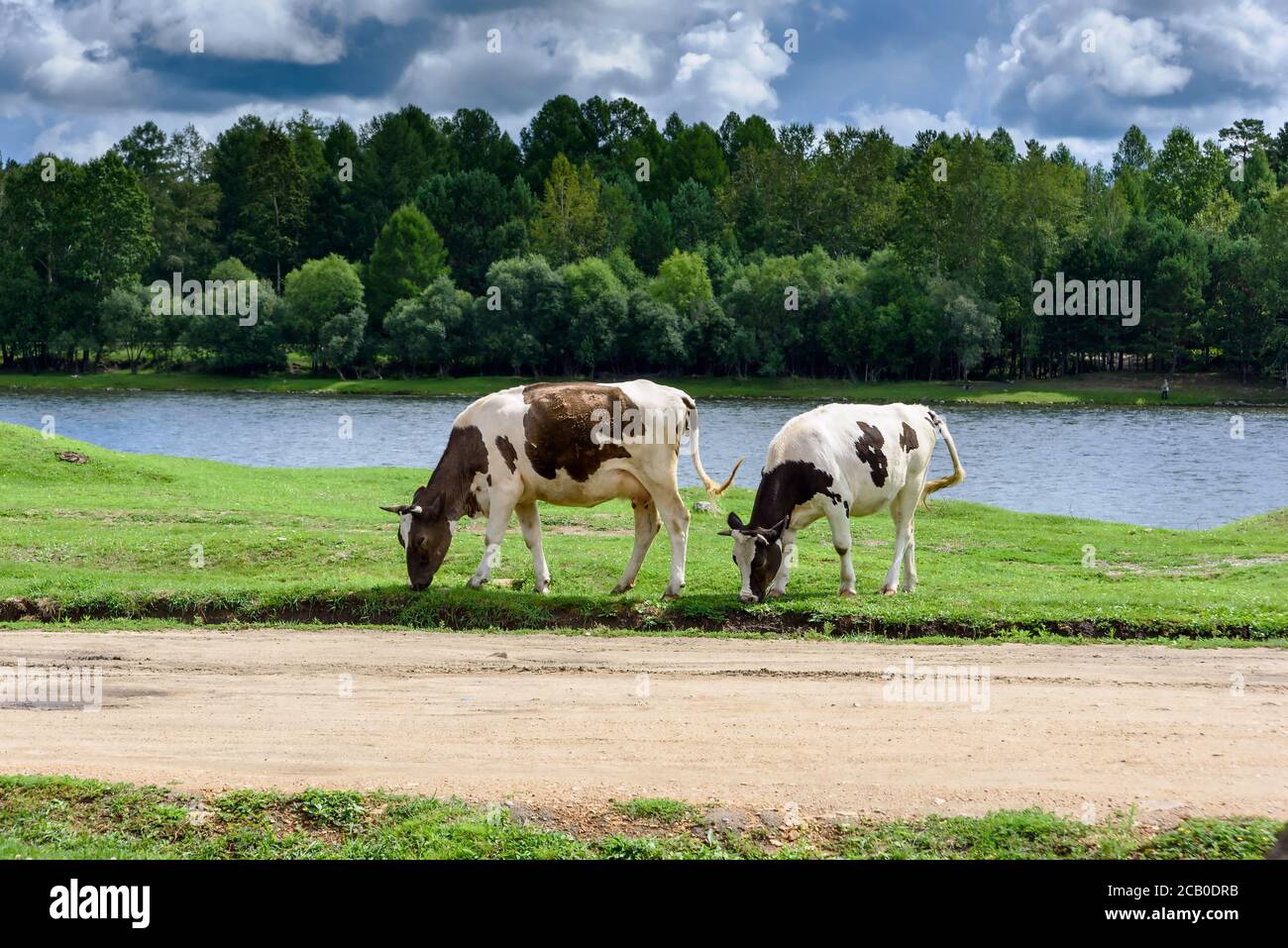 Cows on green grass and blue sky with clouds Stock Photo - Alamy