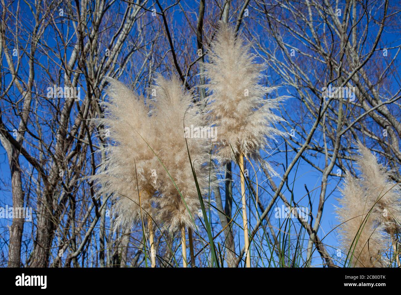 New Zealand Countryside Scenes: iconic 'Toetoe' (Austroderia): similar ...