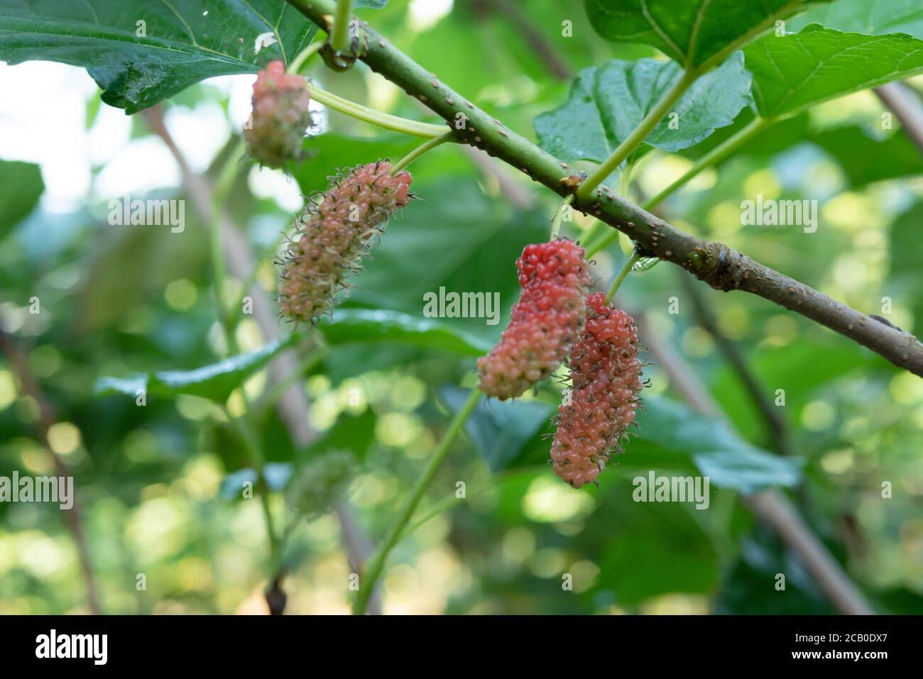 Red mulberry tree hi-res stock photography and images - Alamy