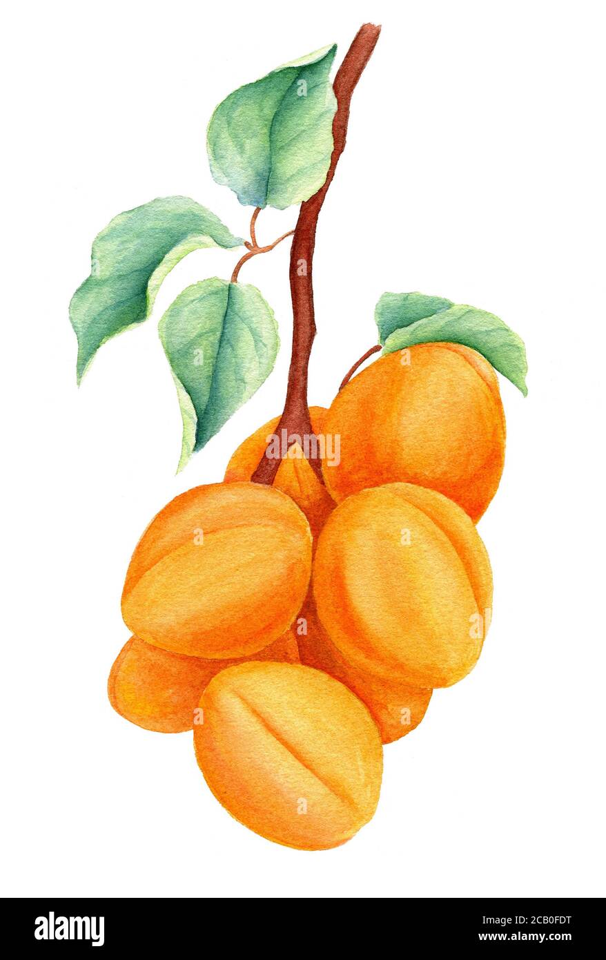 Apricot watercolor vintage colorful hi-res stock photography and images ...