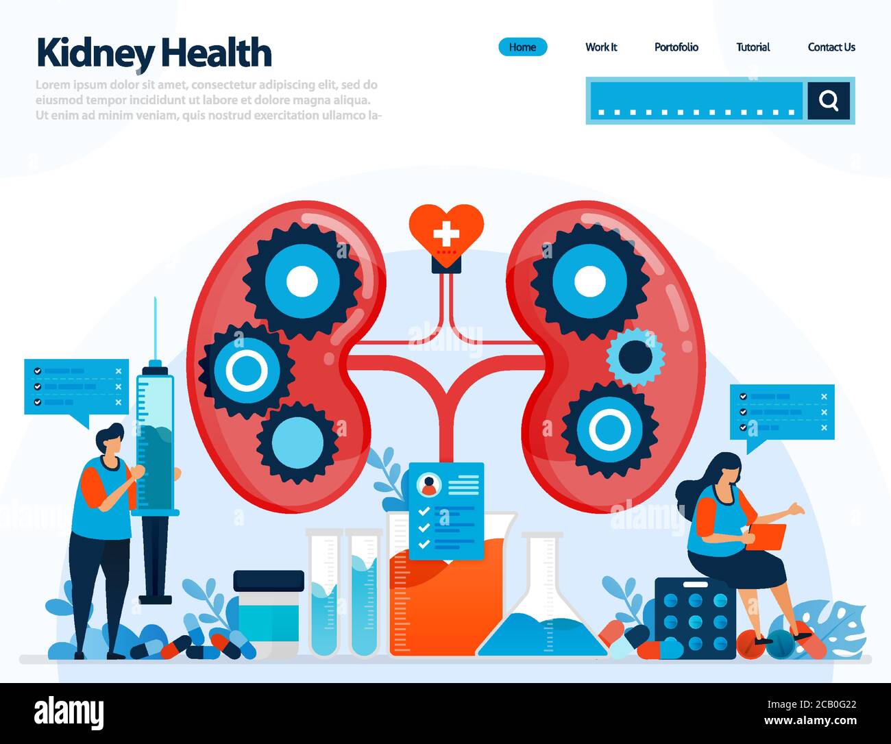 Biology kidney model hi-res stock photography and images - Alamy