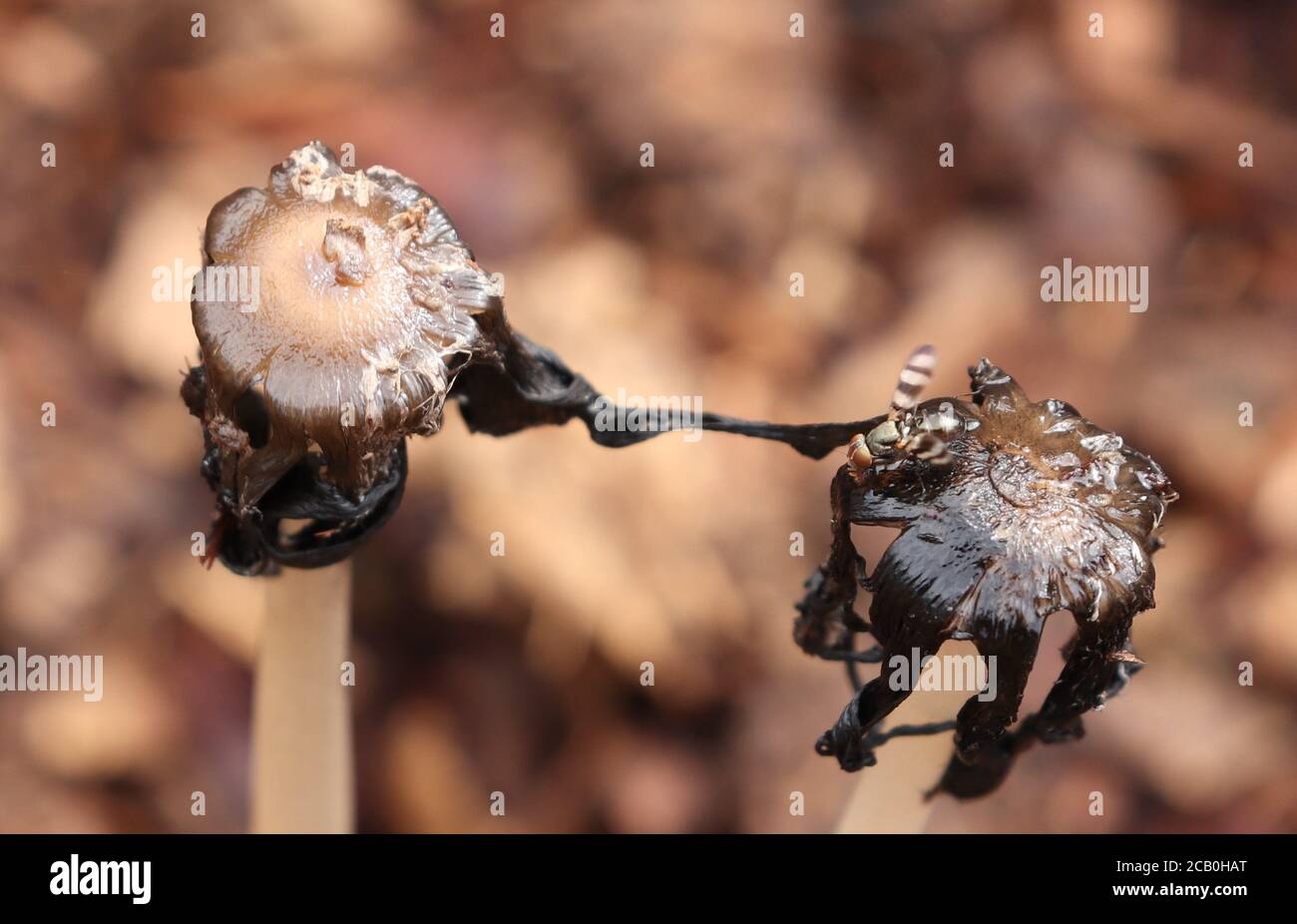Inky mushrooms hi-res stock photography and images - Alamy