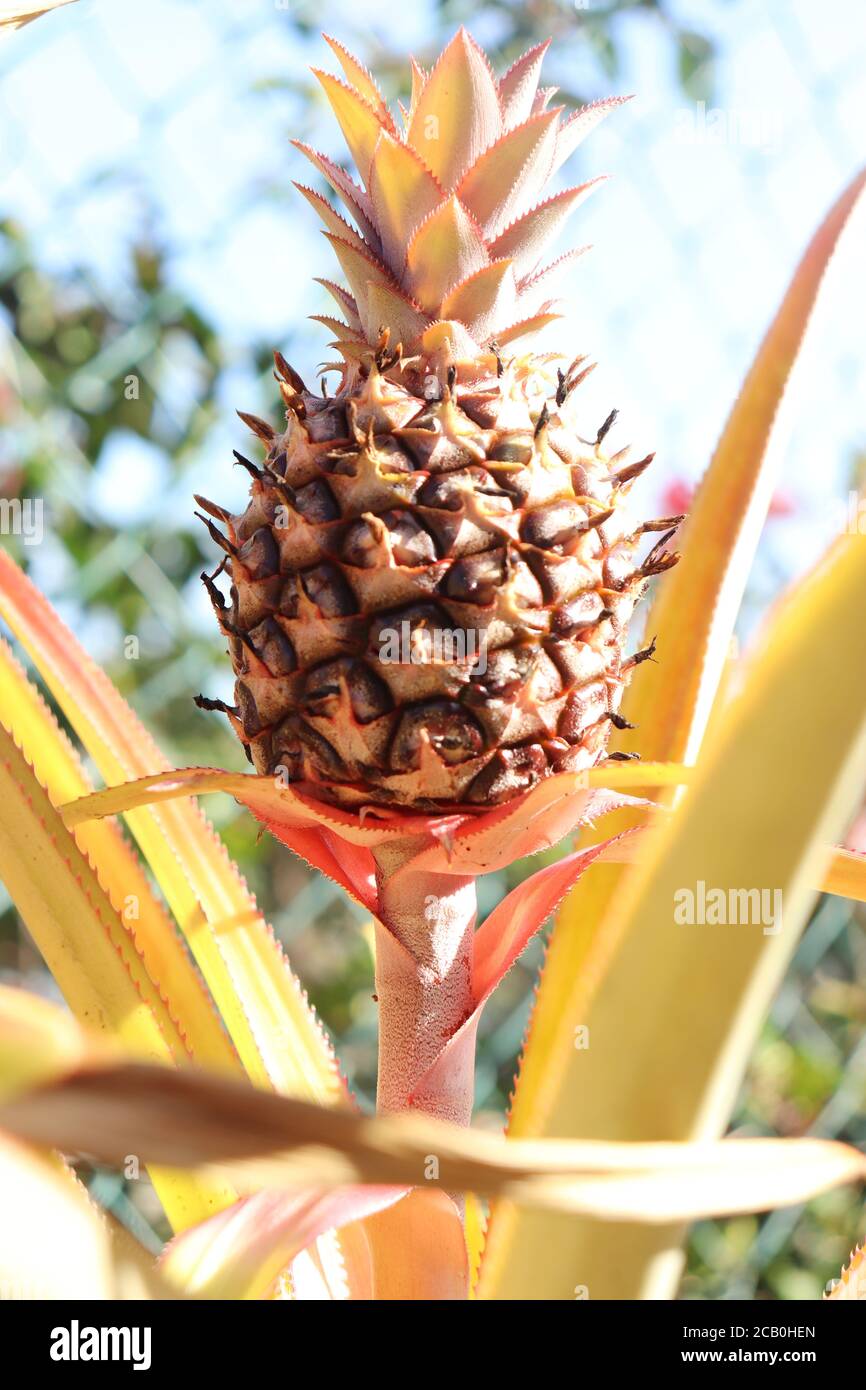 Tiny pineapple plant hi-res stock photography and images - Alamy