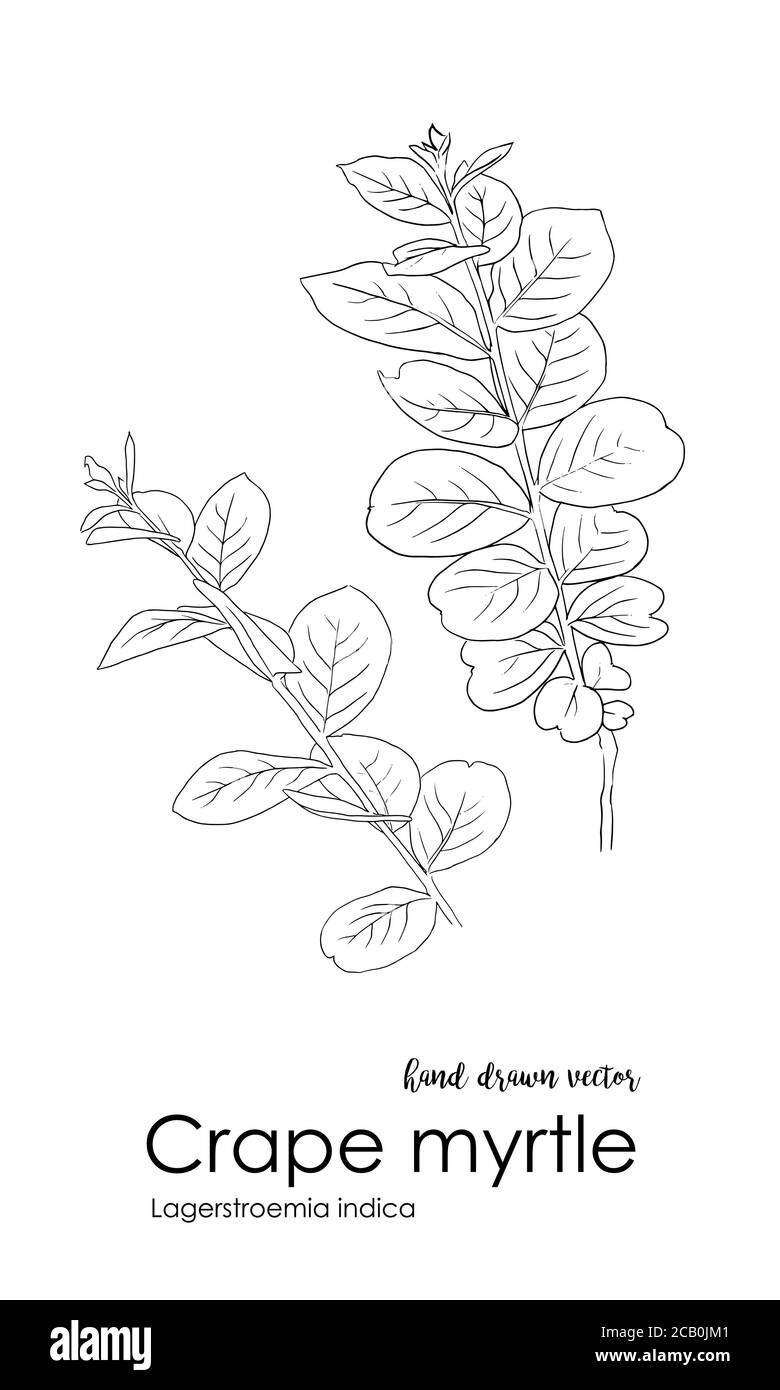 Myrtle plant art Stock Vector Images - Alamy
