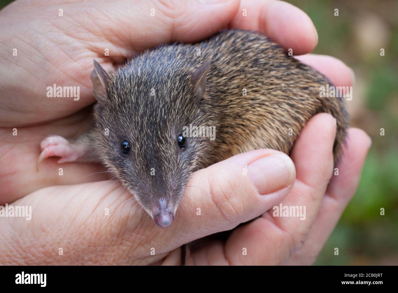 Northern Brown Bandicoot (Isoodon macrourus). Female juvenile in care ...