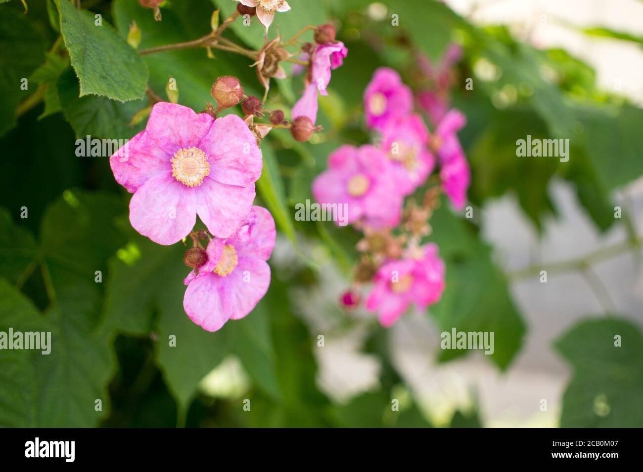 A close up of a flower Stock Photo - Alamy