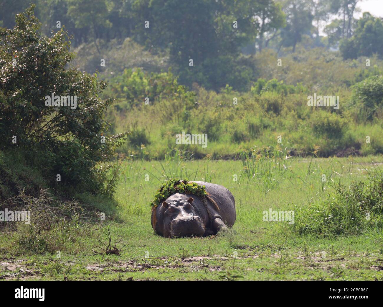 Serengeti hippo pool hi-res stock photography and images - Alamy