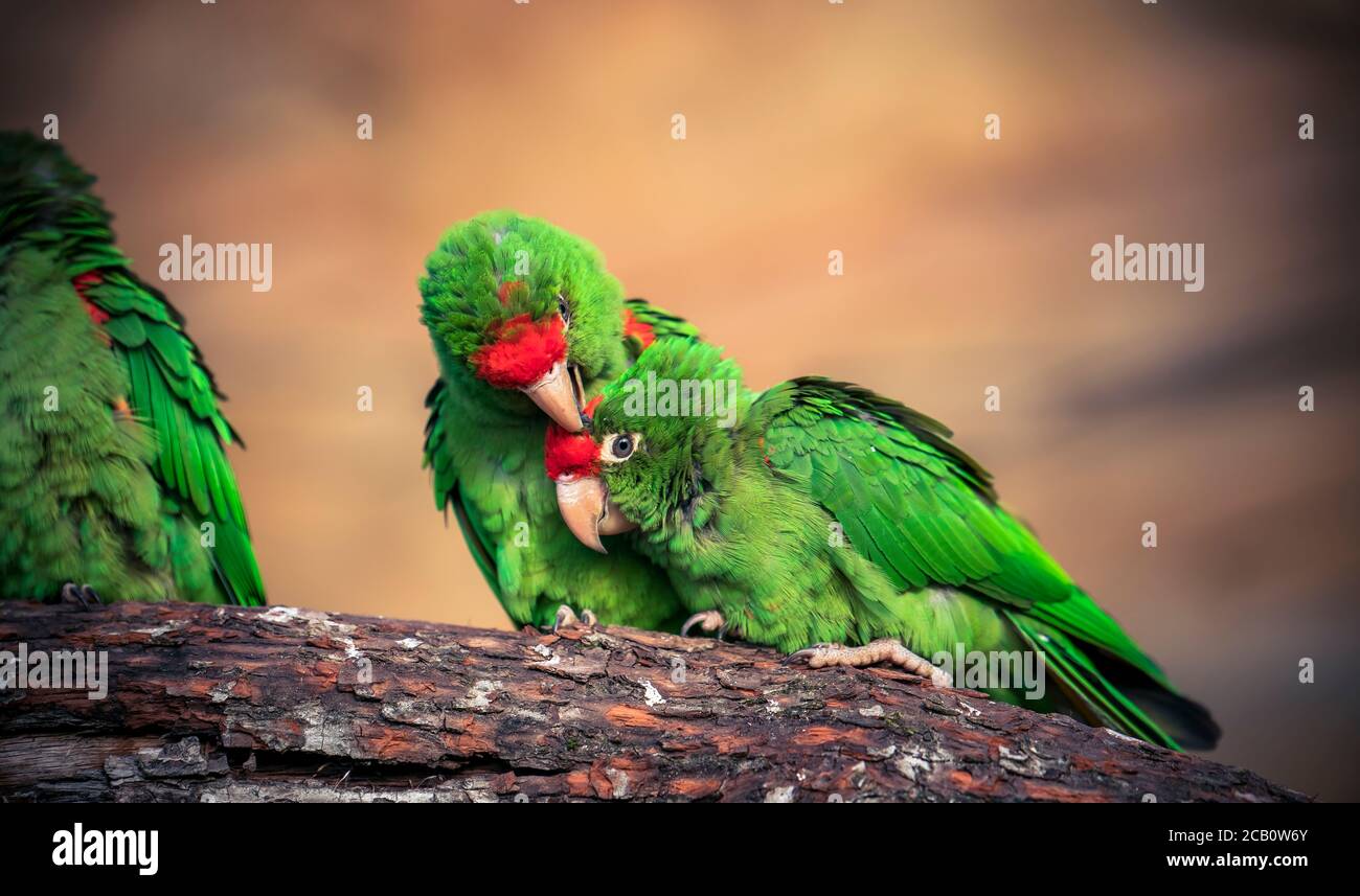 The Cordilleran parakeet Psittacara frontatus portrait in the afternoon ...