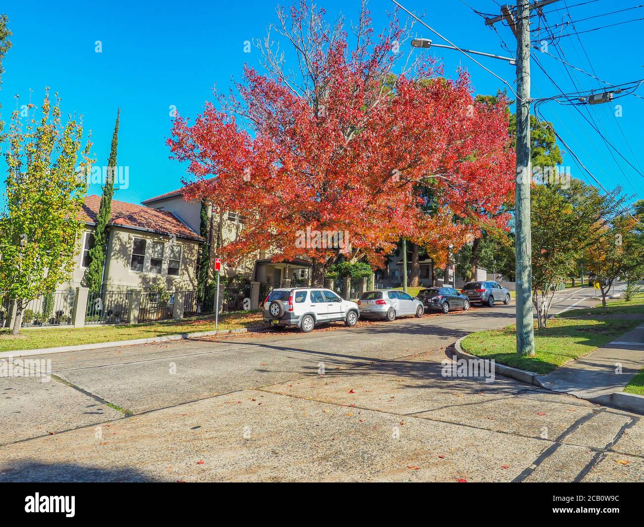 Australian maple leaf hi-res stock photography and images - Alamy