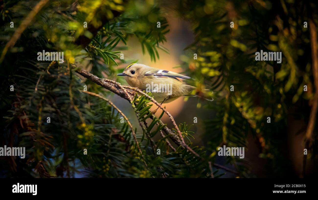 goldcrest sitting on the spruce twig Regulus regulus European smallest ...