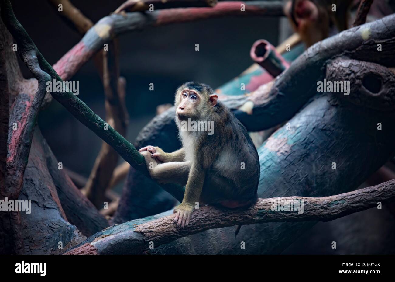A group of young Southern pig-tailed macaque Macaca nemestrina, medium ...