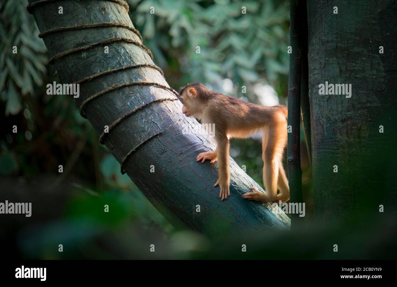 A group of young Southern pig-tailed macaque Macaca nemestrina, medium ...