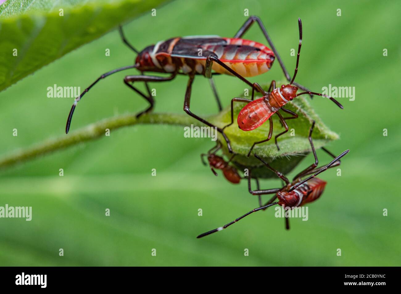 Pentatomomorpha bugs in Ibague, Tolima, Colombia Stock Photo - Alamy