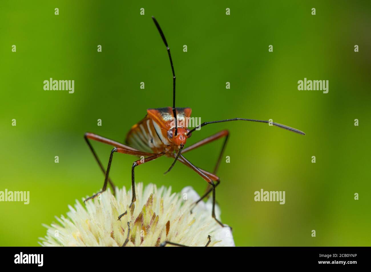 Ibague tolima colombia hi-res stock photography and images - Alamy