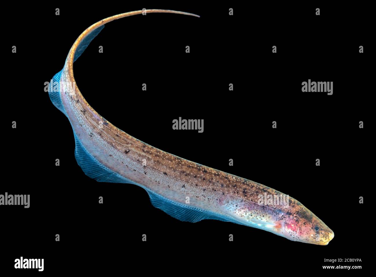 Hypopomidae hi-res stock photography and images - Alamy