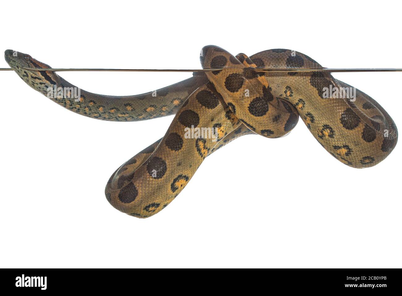 Green anaconda (Eunectes murinus), also known as giant anaconda, common ...