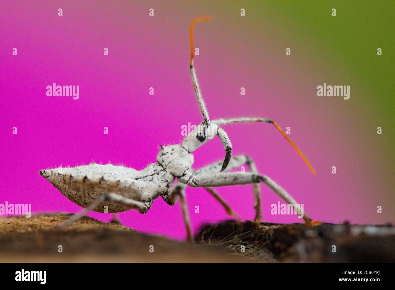 Fauna of colombia hi-res stock photography and images - Alamy